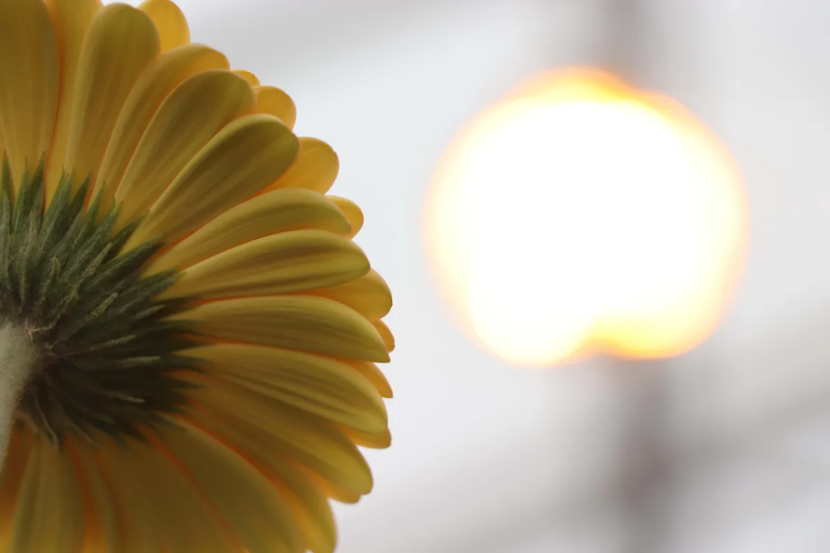 yellow gerbera with blured sun in background