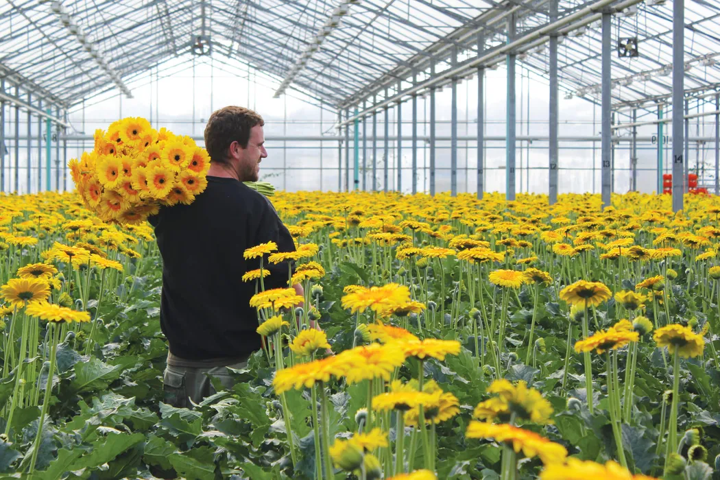 a rosa flora grower holding a bunch of gerberas in a greenhouse
