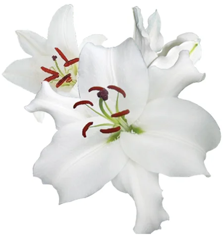 Santander white oriental lily.