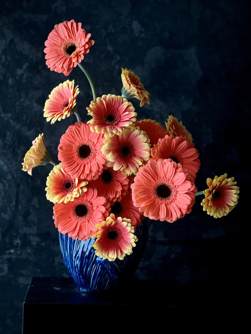 Large peach and two-tone peach gerbera in a blue glazed vase.