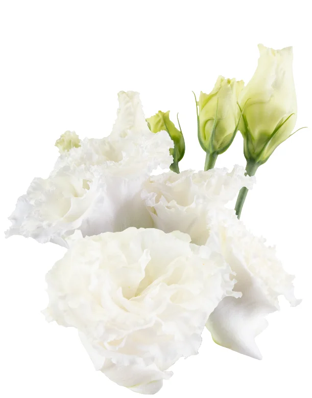 White luxe lisianthus.