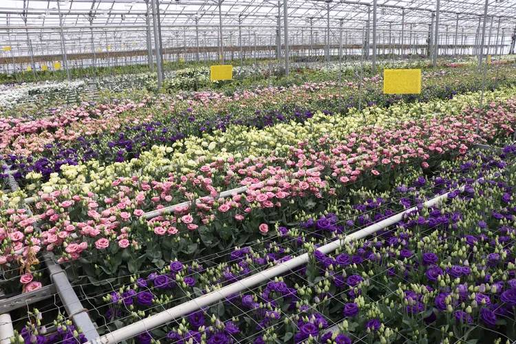 Rows of purple, pink, and yellow lisianthus grow in a new greenhouse.