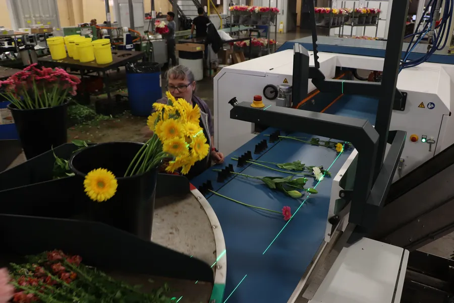 Placing flowers on the line of our automatic bouquet-tying machine.