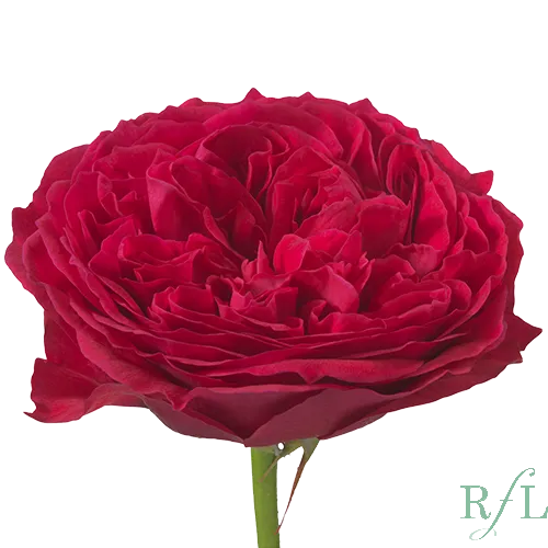 Cuttout of a Garden Roses