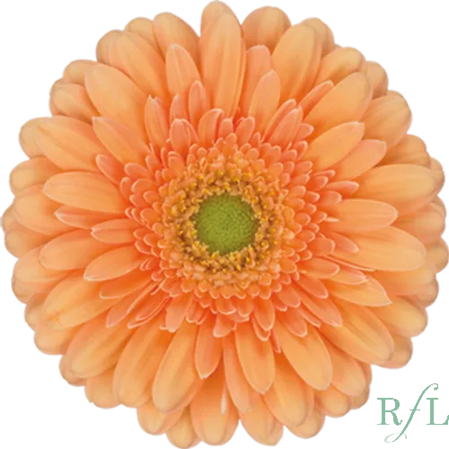 Cuttout of a Mini Gerbera