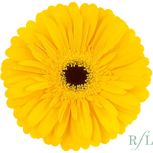 Cuttout of a Large Gerbera